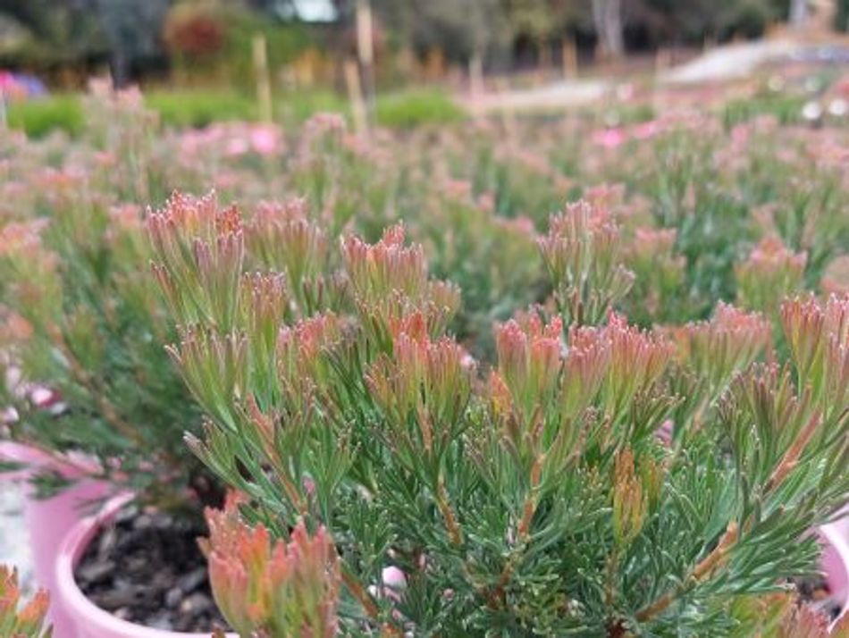 Domus Nursery - West Australian Plant Wholesaler