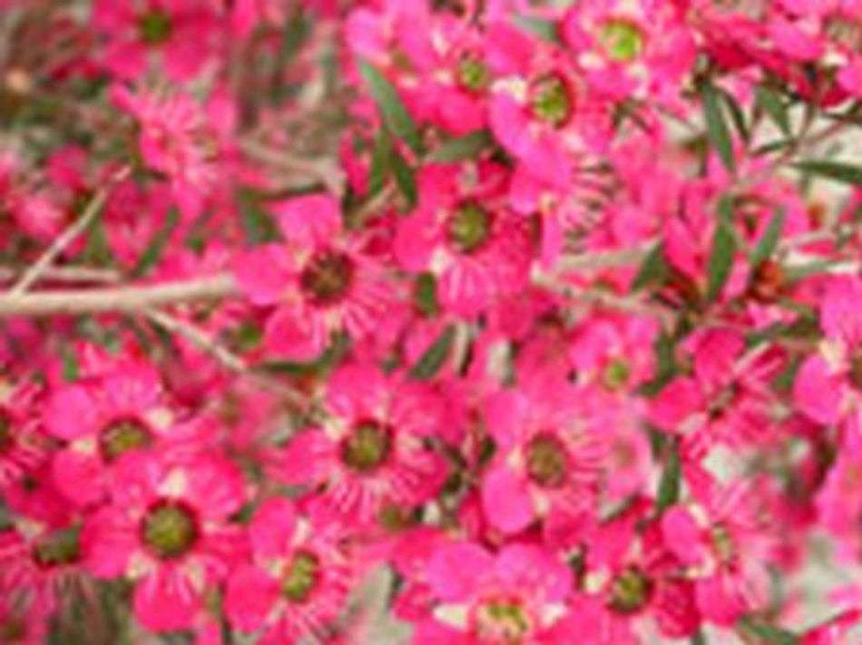 Domus Nursery - West Australian Plant Wholesaler