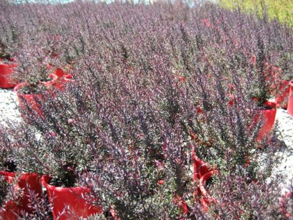 Domus Nursery - West Australian Plant Wholesaler