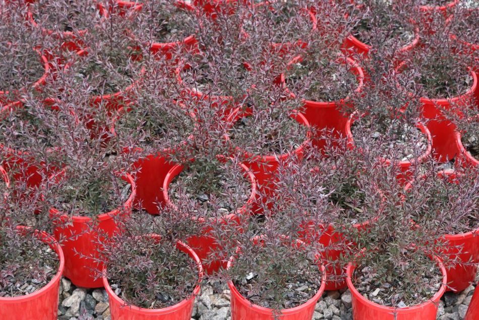 Domus Nursery - West Australian Plant Wholesaler