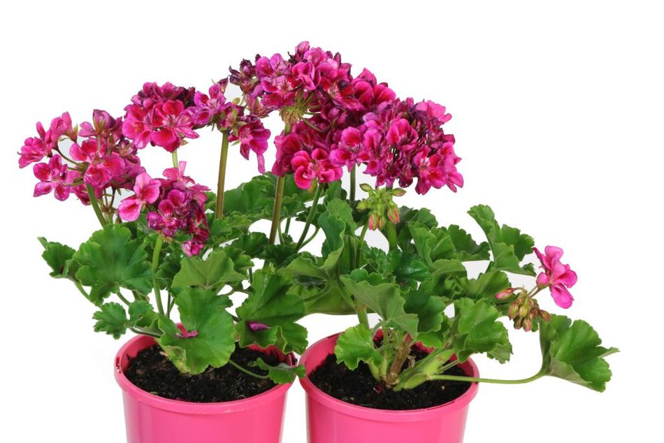 Domus Nursery - West Australian Plant Wholesaler