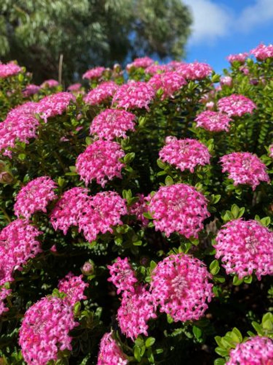 Domus Nursery - West Australian Plant Wholesaler