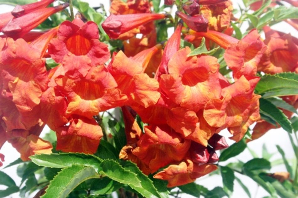 Domus Nursery - West Australian Plant Wholesaler
