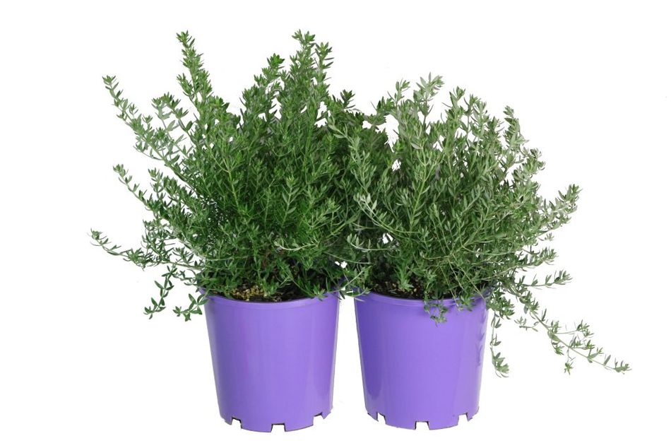 Domus Nursery - West Australian Plant Wholesaler